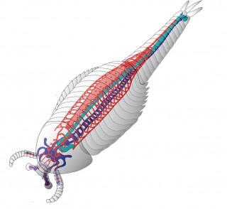 Fossil Reveals Complex Cardiovascular System in 500-Million-Year-Old ...